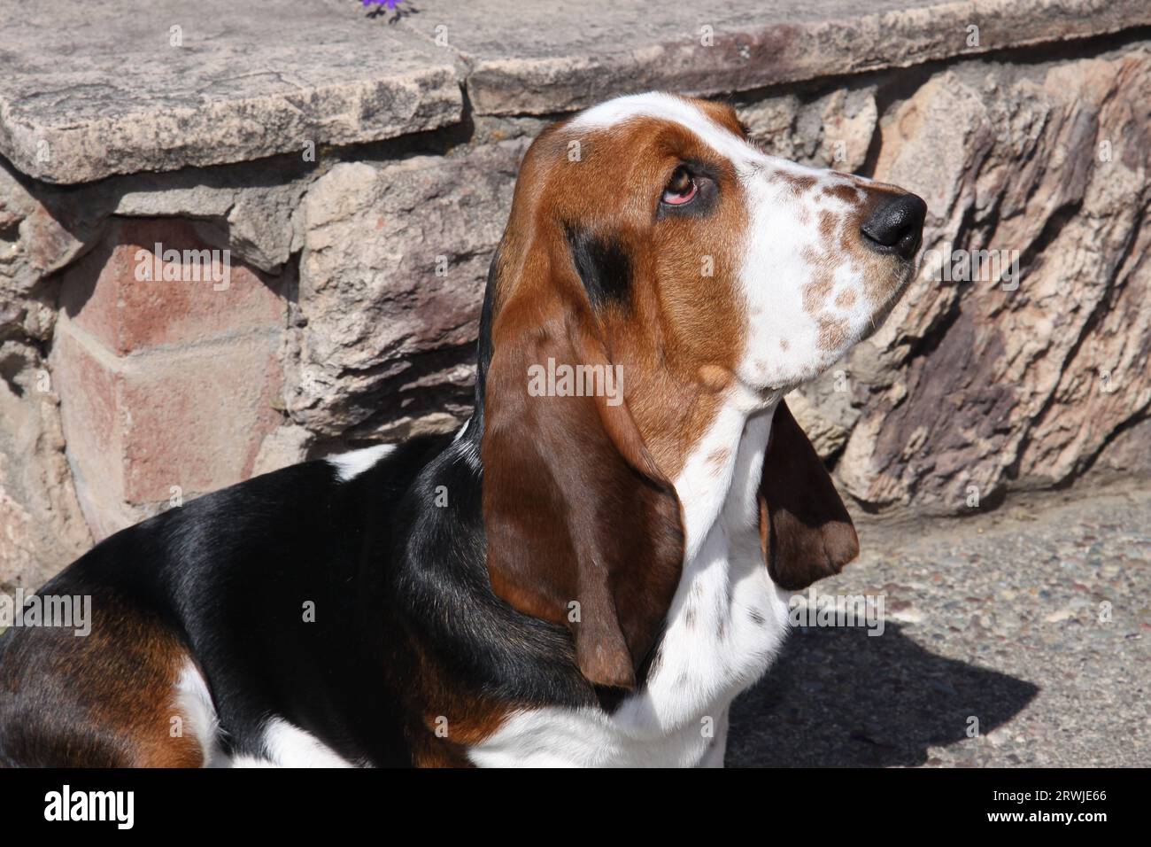 Working basset hi-res stock photography and images - Alamy