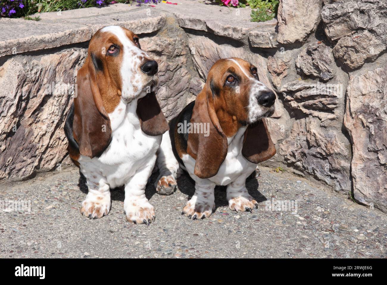 2 dogs howling hi-res stock photography and images - Alamy
