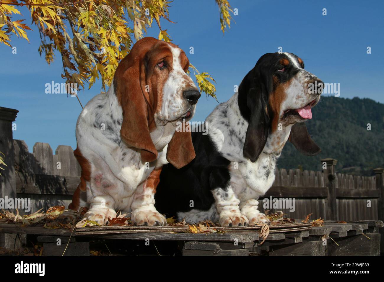 Sitting on pallets with dogs hi-res stock photography and images - Alamy