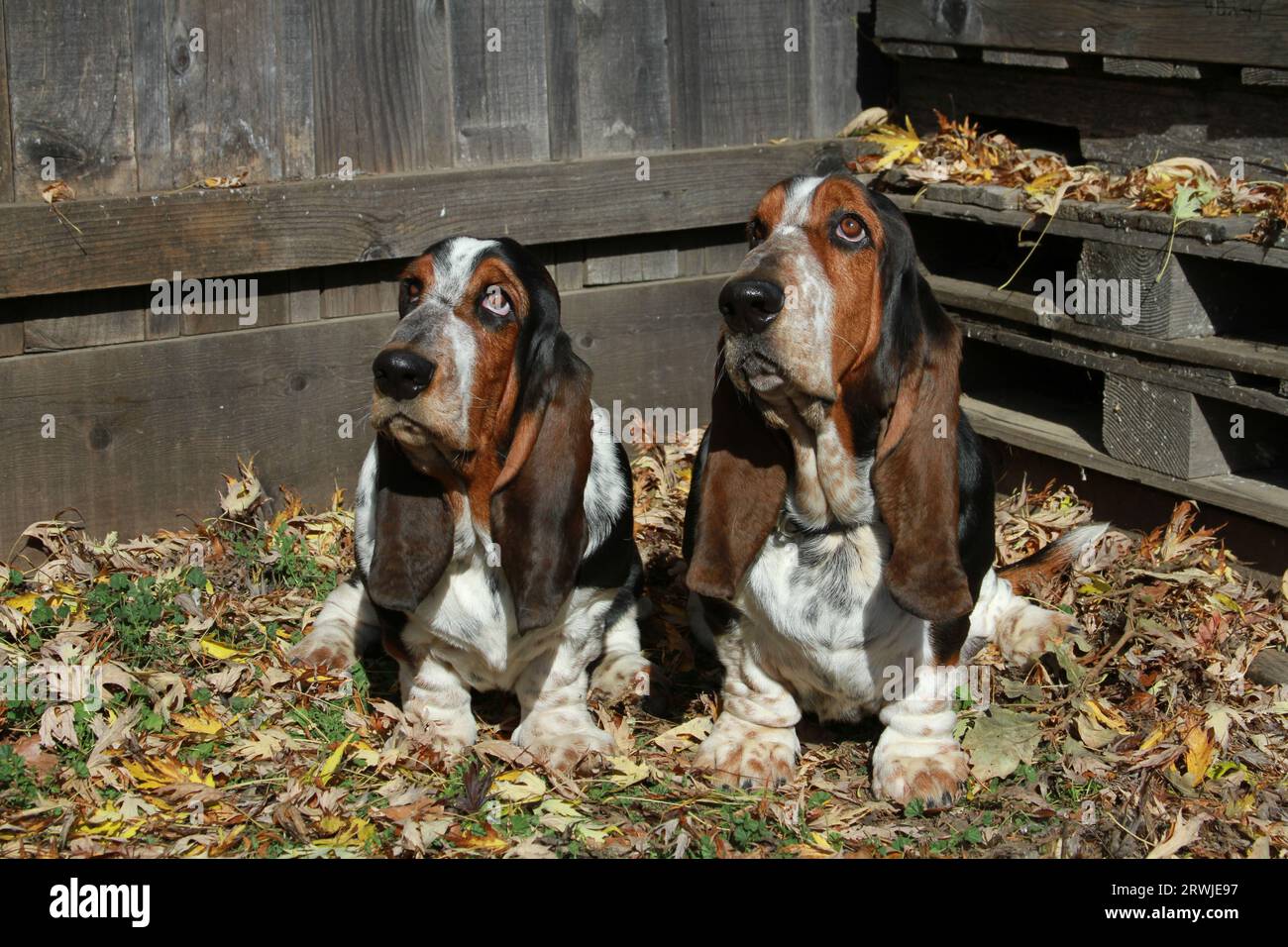 2 Basset Hounds sitting in autumn leaves in front of fence Stock Photo ...