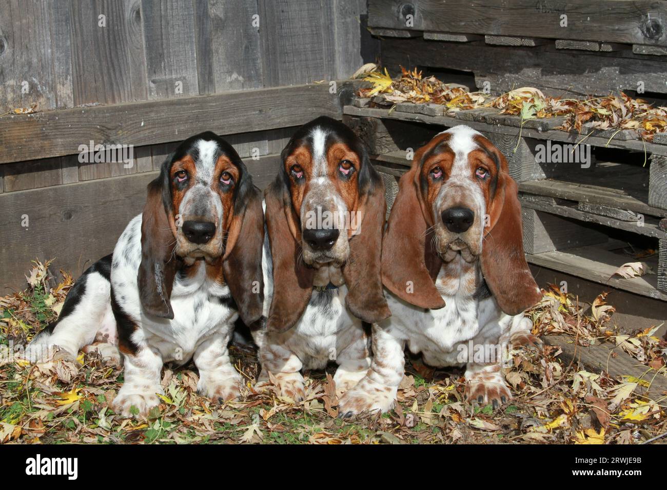 3 Basset Hounds sitting in autumn leaves in front of fence Stock Photo ...