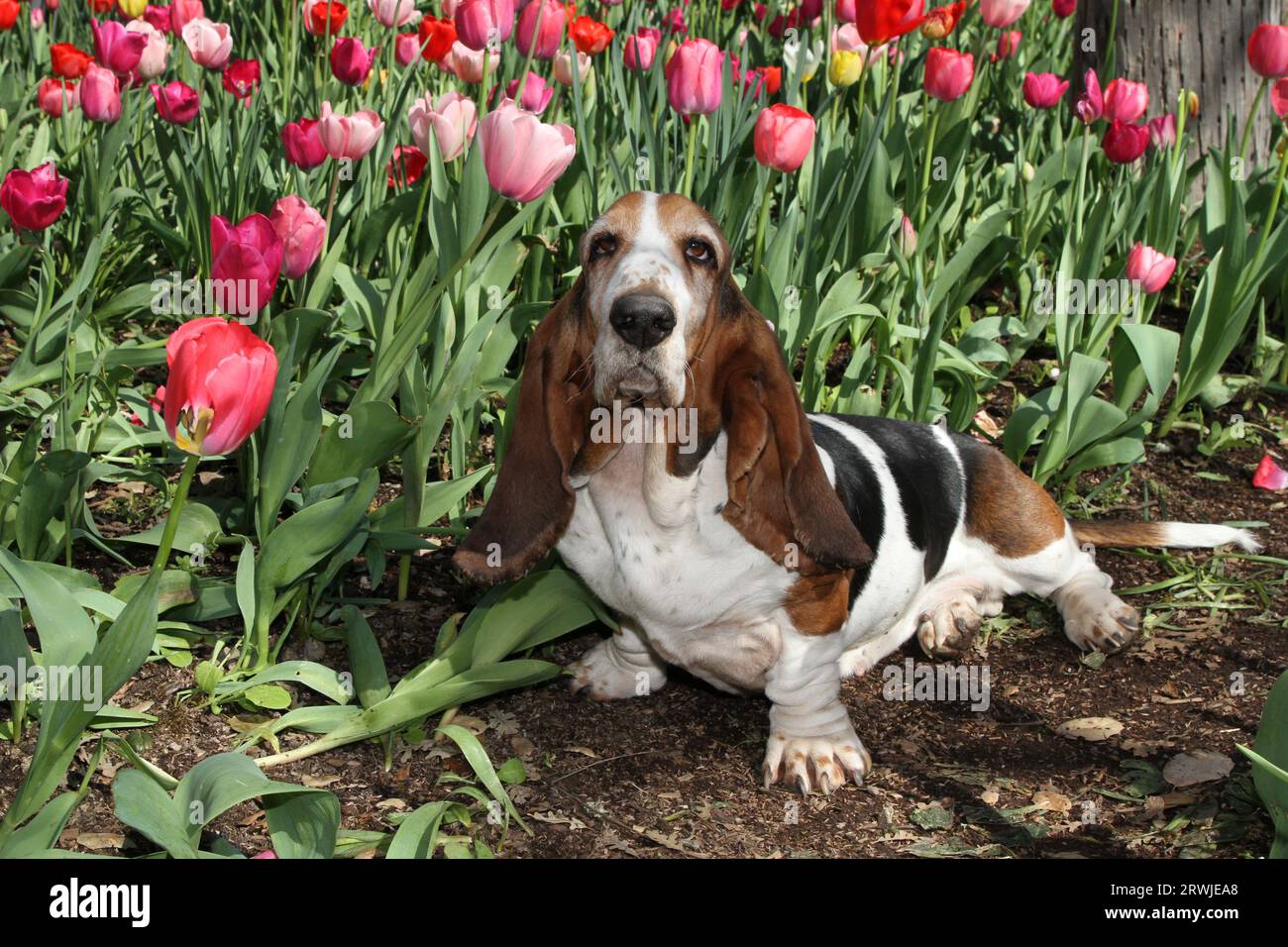 Working basset hi-res stock photography and images - Alamy