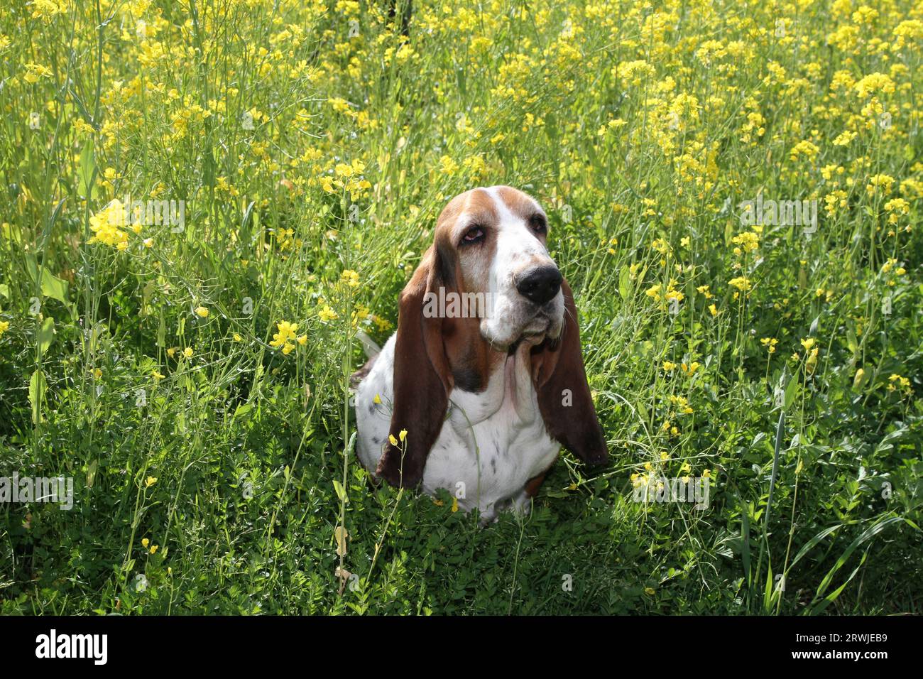 Working basset hi-res stock photography and images - Alamy