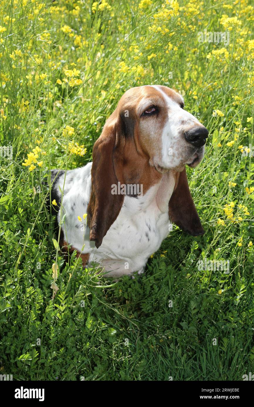 Working basset hi-res stock photography and images - Alamy