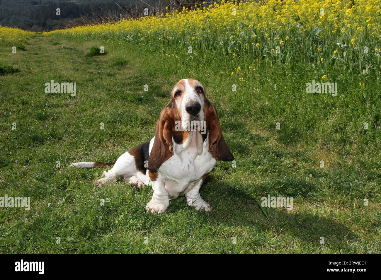 Working basset hi-res stock photography and images - Alamy