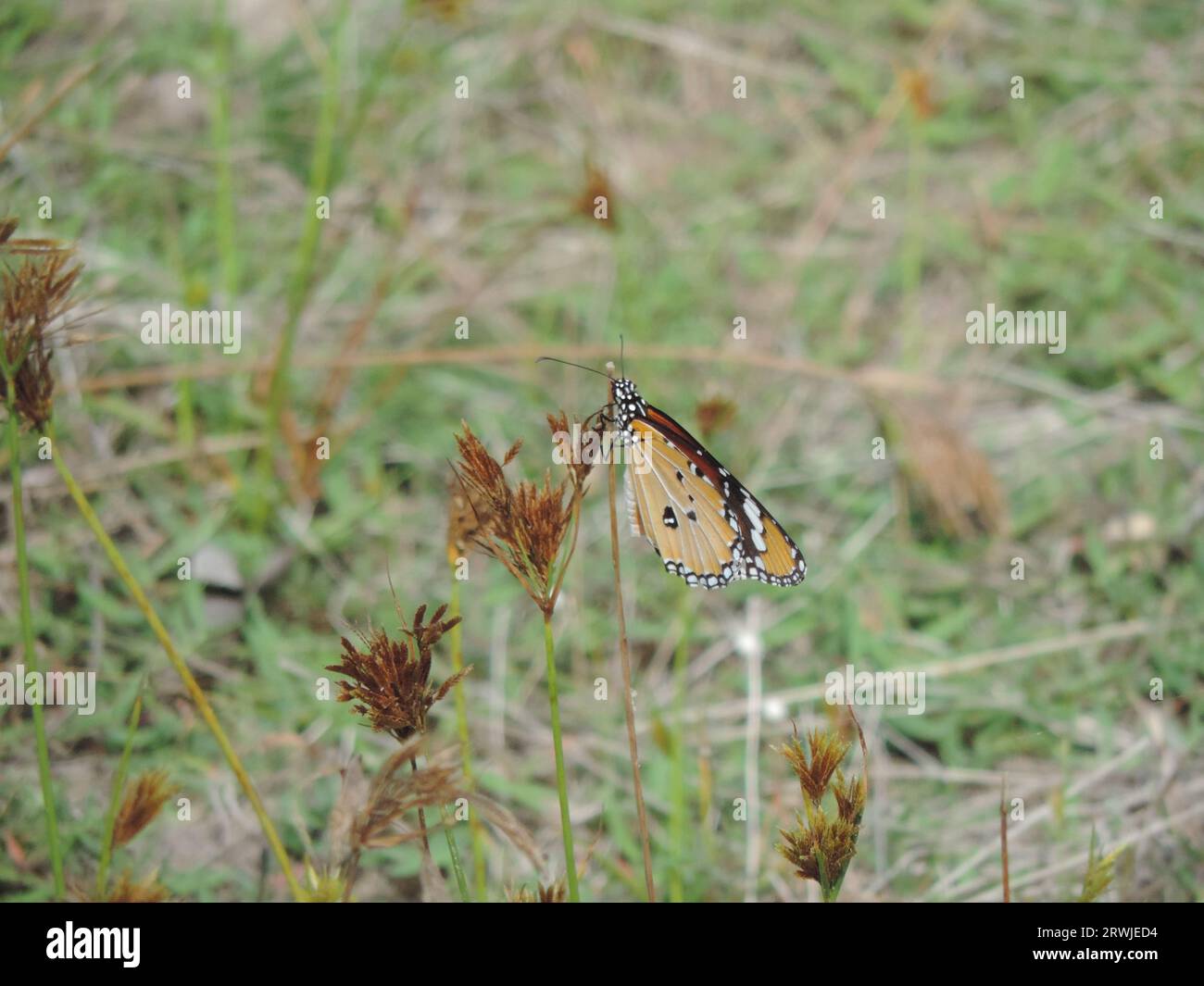 Sri Lankan Butterflies and Dragonflies in the Wild Stock Photo - Alamy