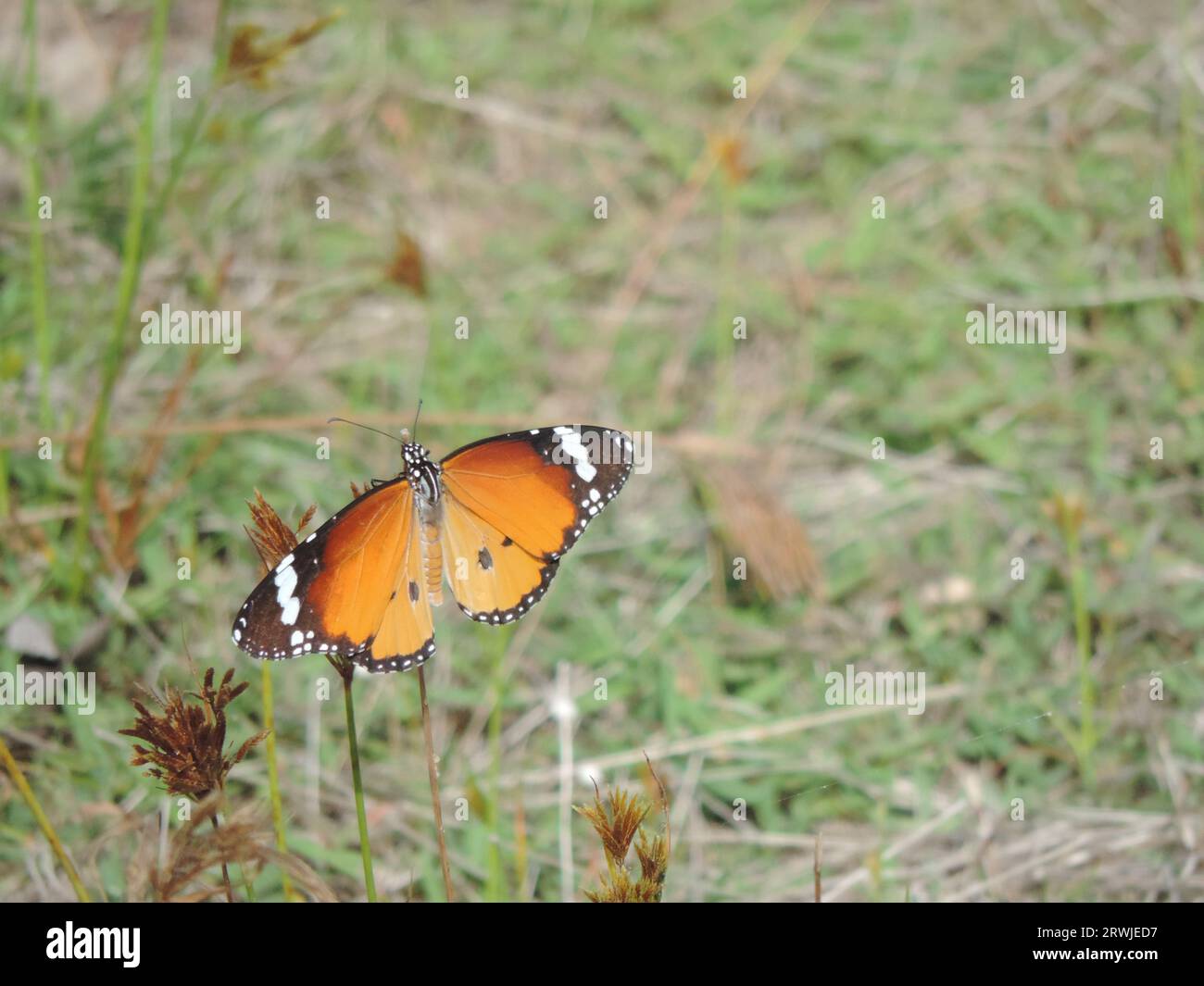 Sri Lankan Butterflies and Dragonflies in the Wild Stock Photo - Alamy