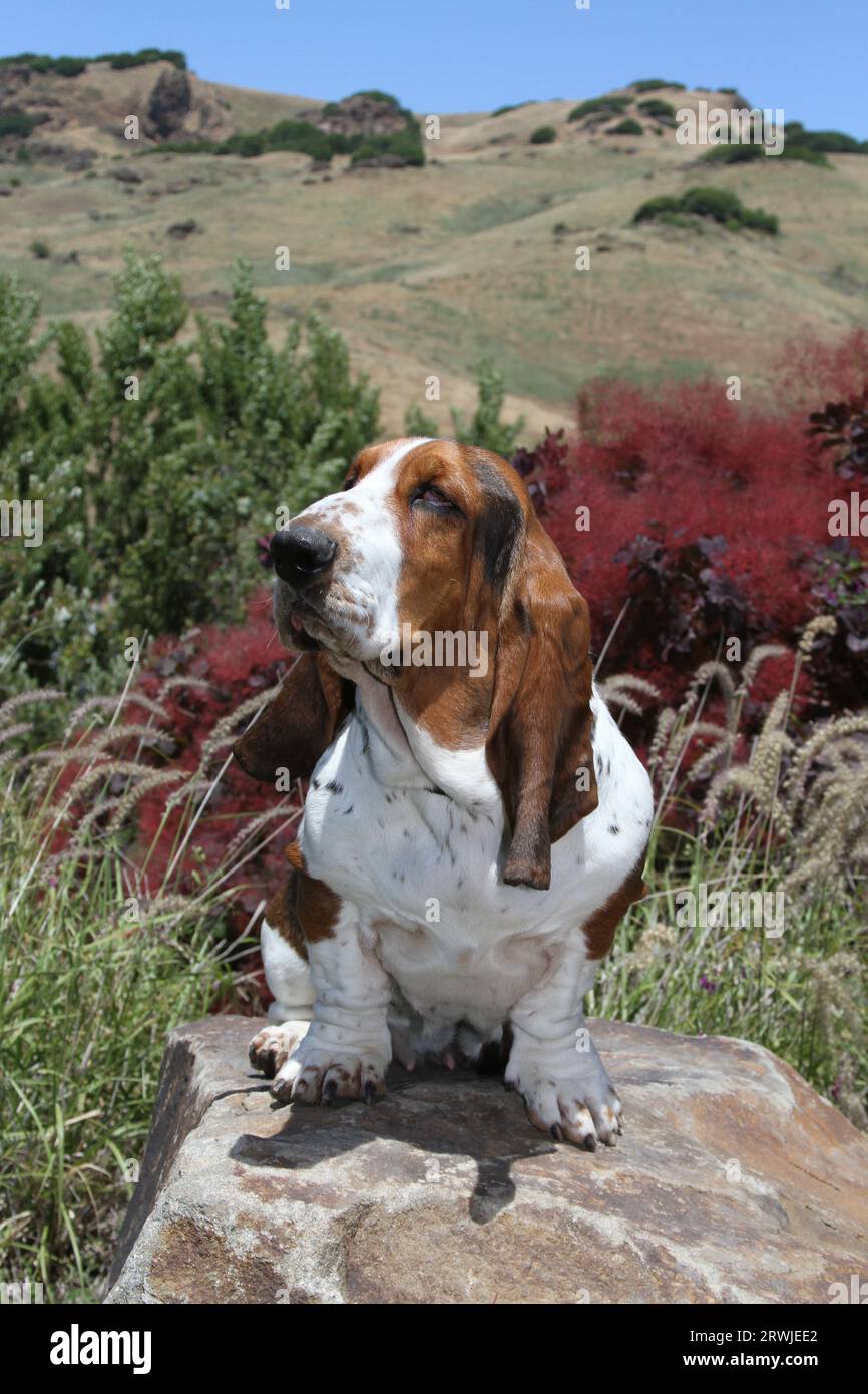 Basset Hound sitting on rock with foliage, mountians and blue sky in ...