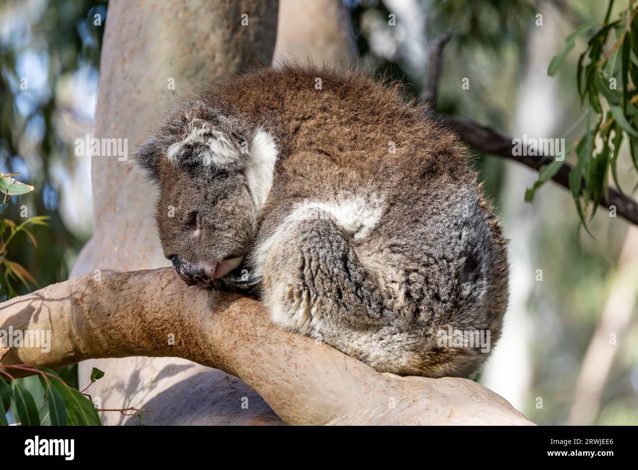 Koala sleeping on tree branch Stock Photo - Alamy