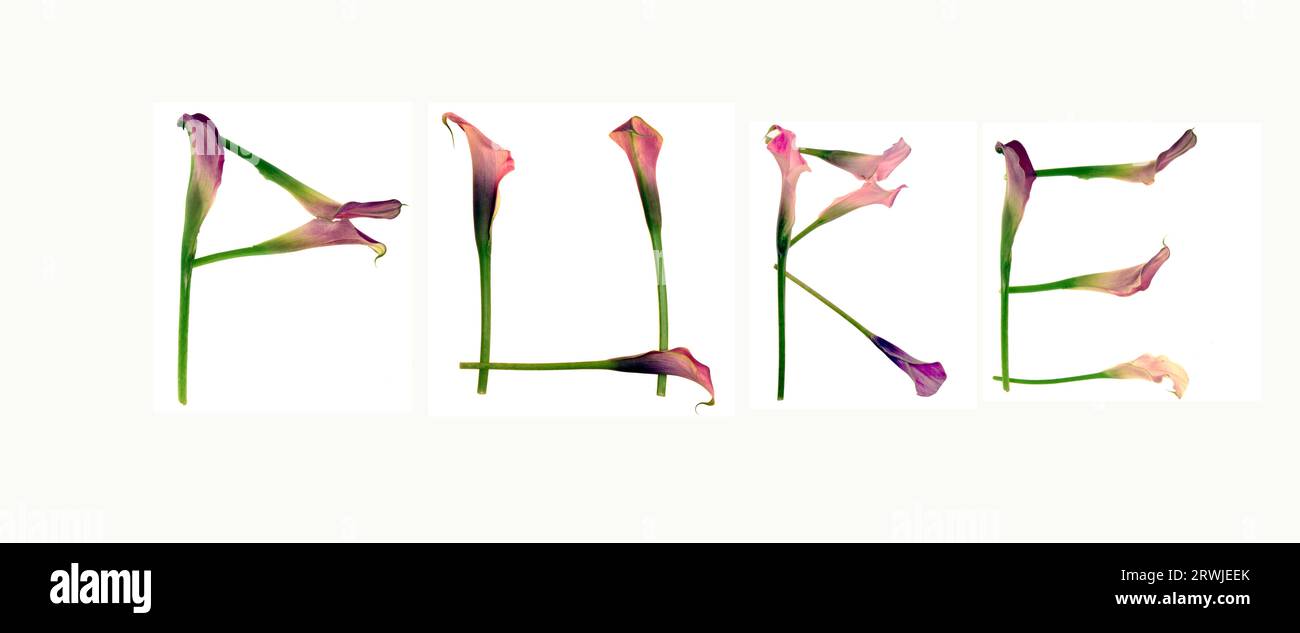 PURE word-concept spelled out in colorful calla lilies, which is one of ...