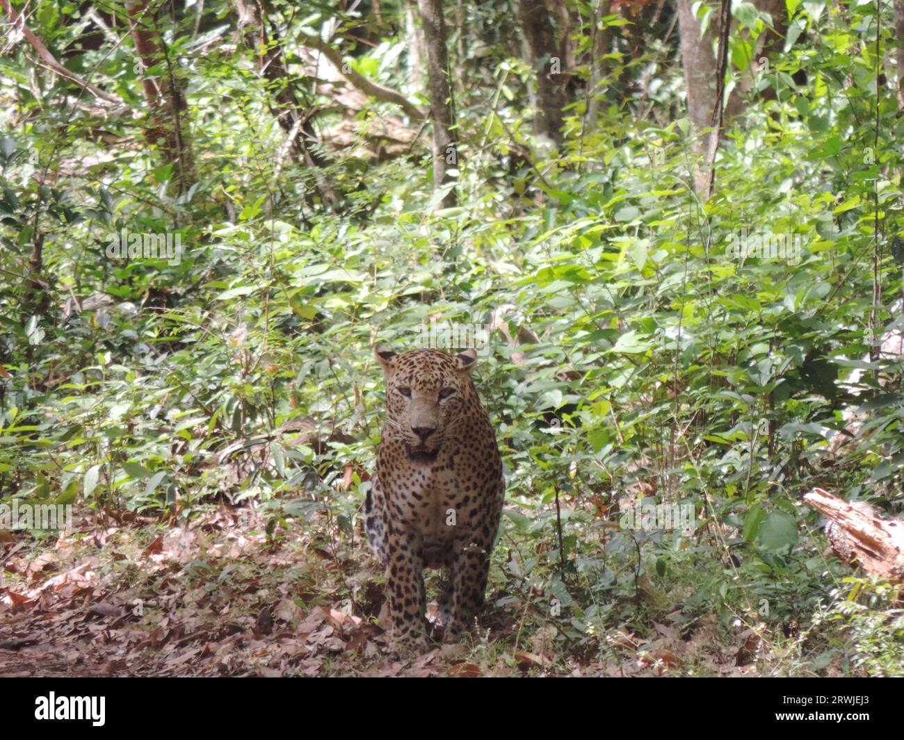 Sri Lankan leopards in the Wild, Visit Sri Lanka Stock Photo - Alamy