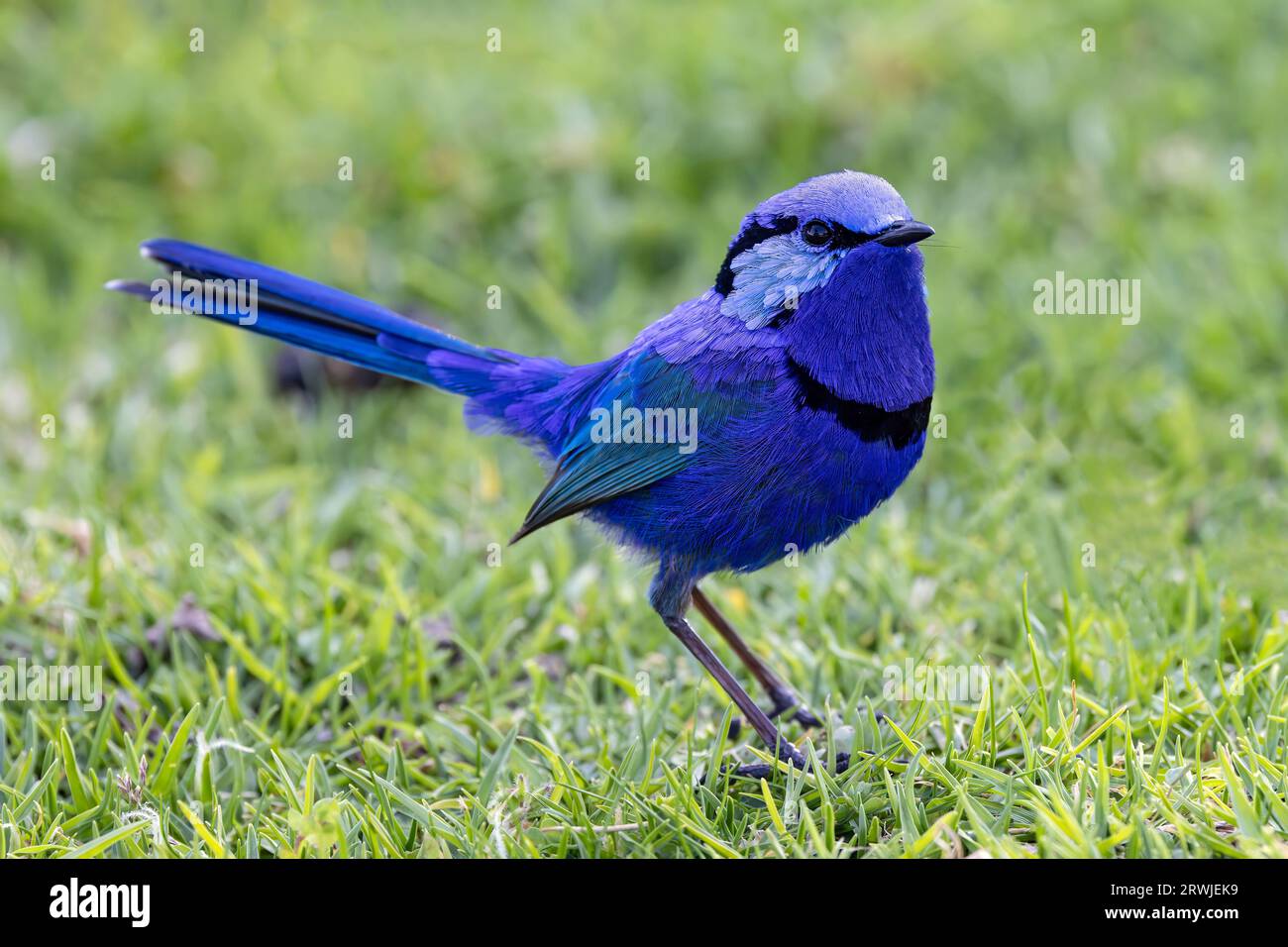 Male Australian Splendid Fairy Wren in breeding colours Stock Photo - Alamy