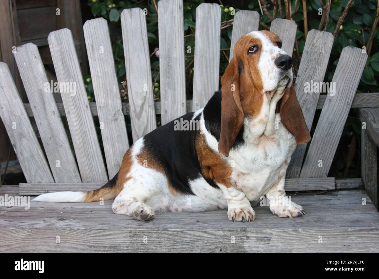 Working basset hi-res stock photography and images - Alamy