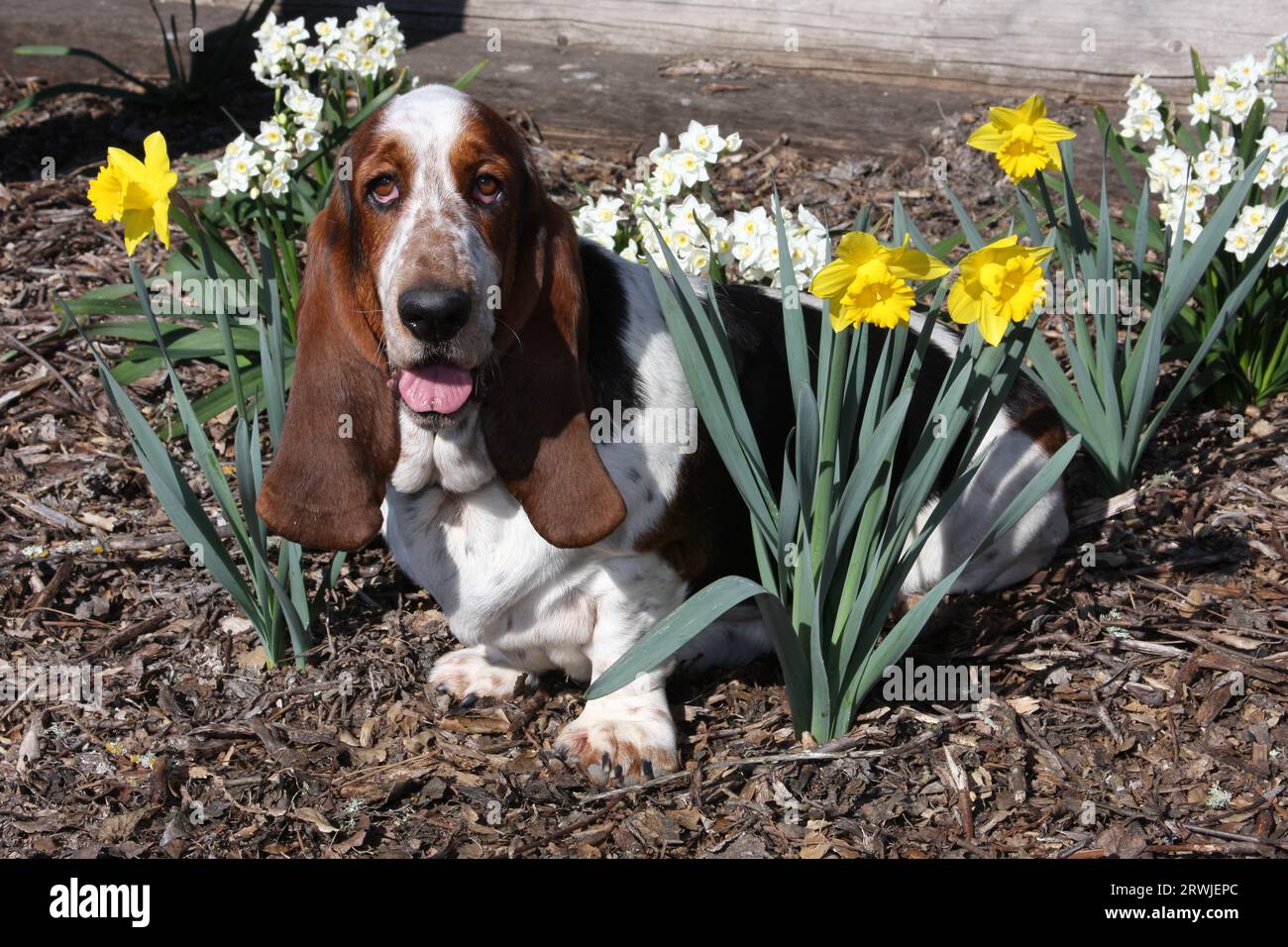 Working basset hi-res stock photography and images - Alamy