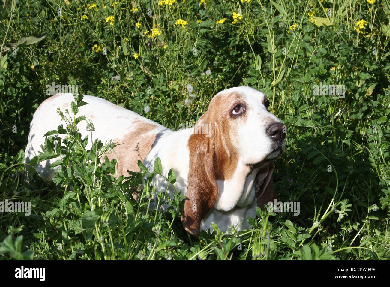Working basset hi-res stock photography and images - Alamy