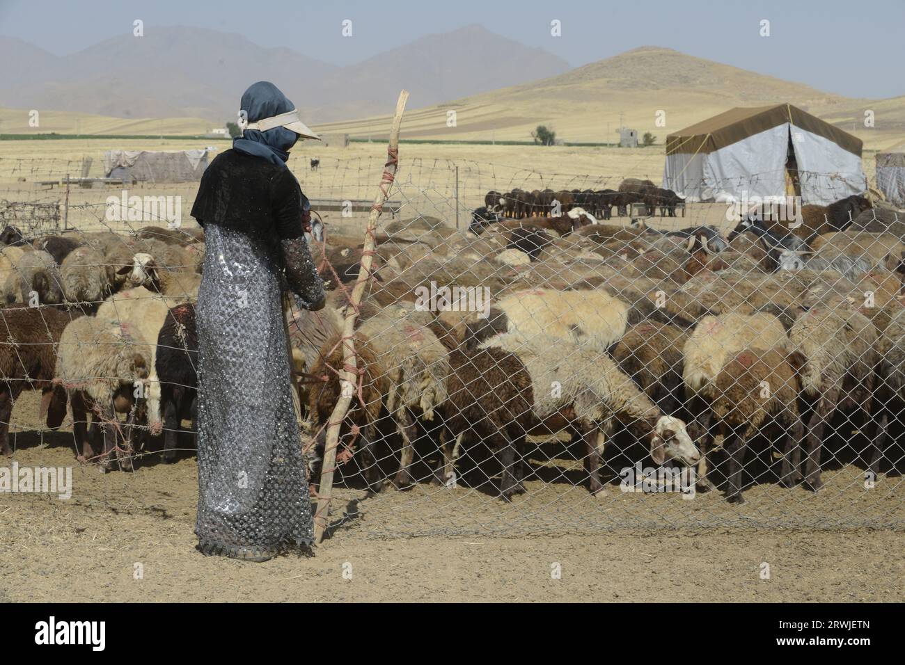 Nomadic woman in front of sheep and tents Stock Photo - Alamy