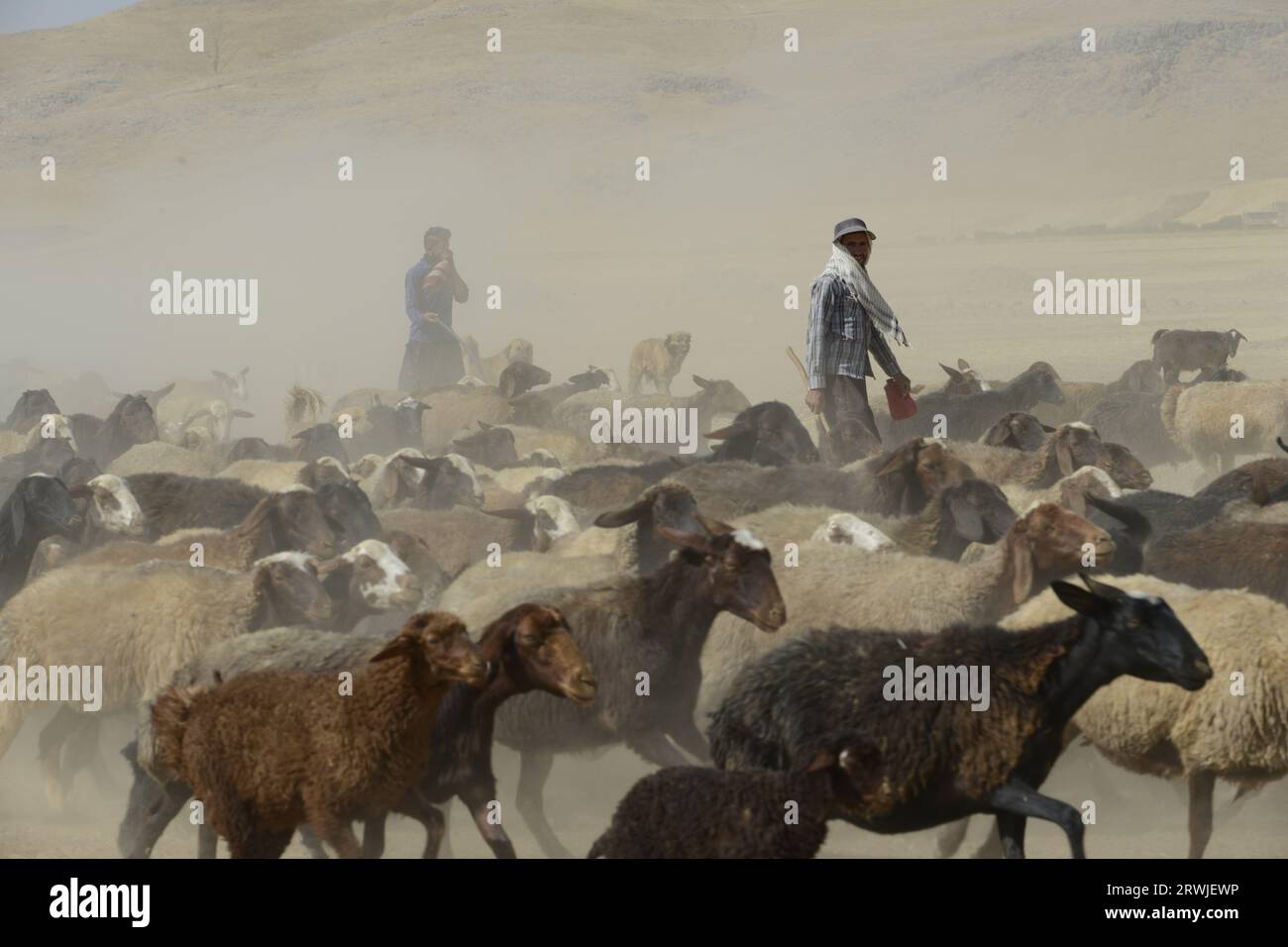 Nomadic shepherds herding sheep Stock Photo - Alamy