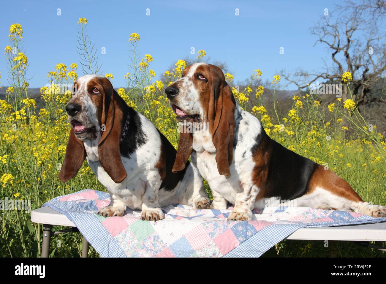 2 Basset Hounds sitting on a covered table in a field of wild mustard ...