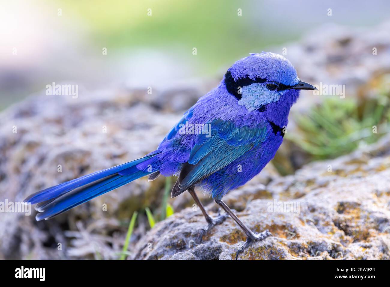 Male Australian Splendid Fairy Wren in breeding colours Stock Photo - Alamy