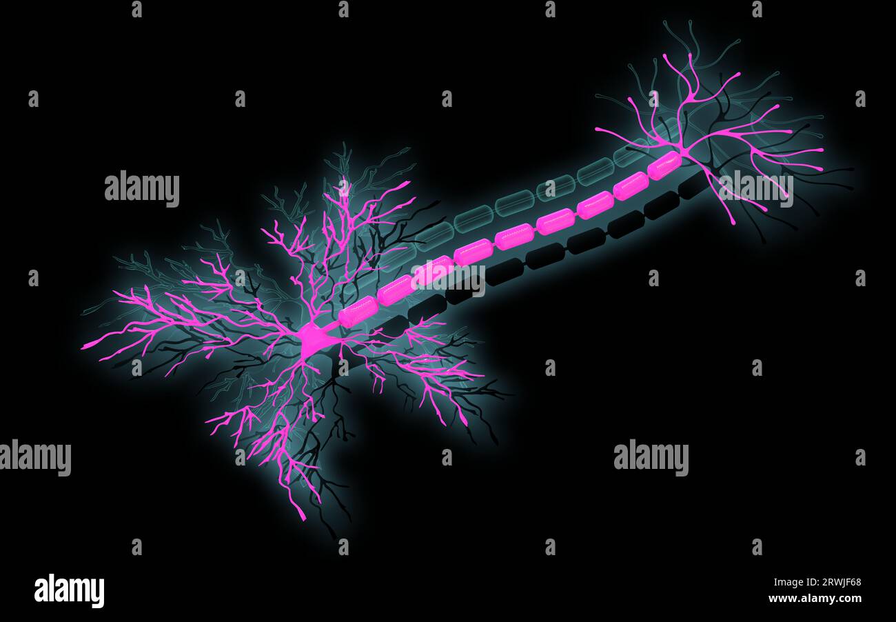 Motor neuron, illustration Stock Photo - Alamy