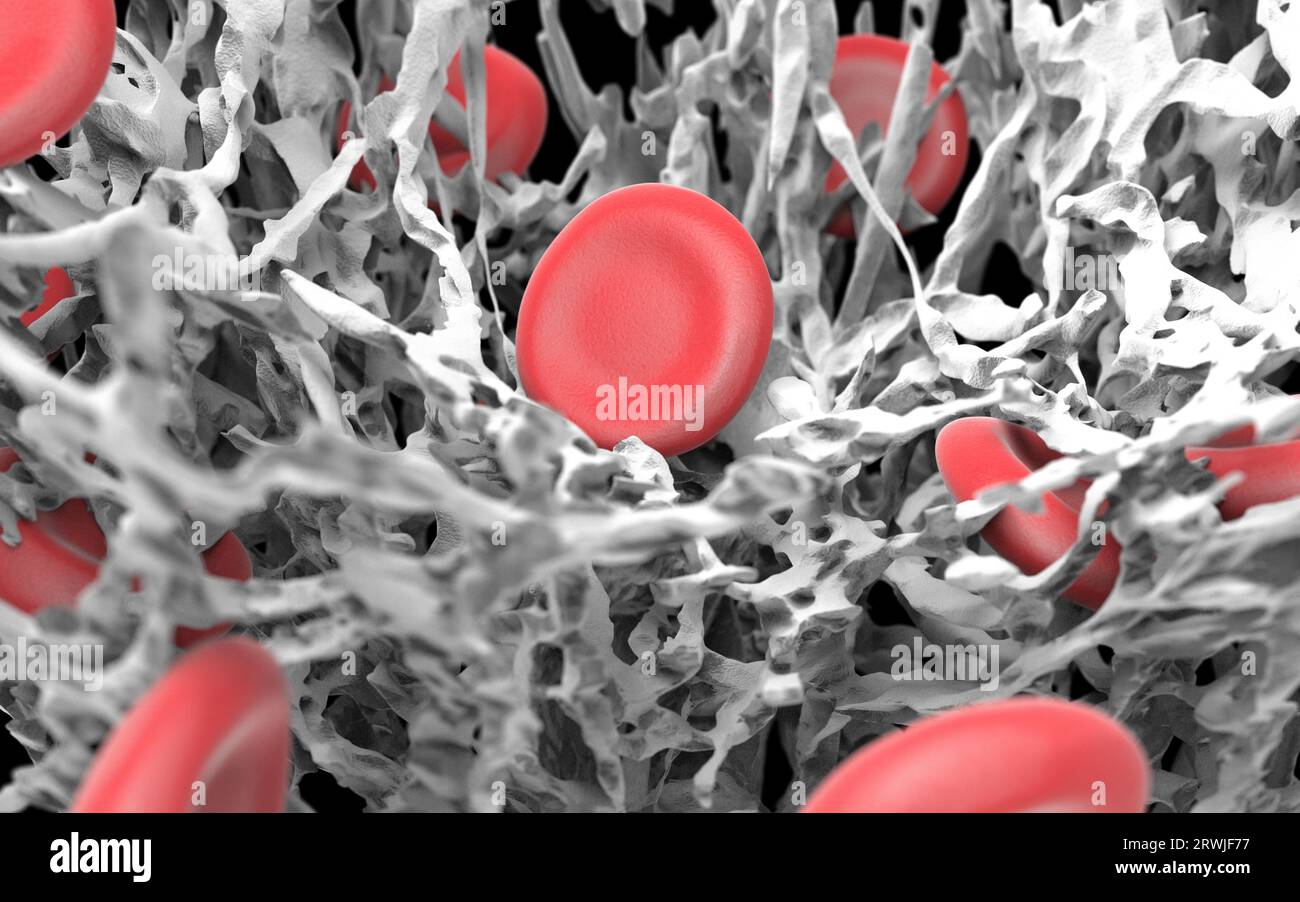 Red blood cells in bone marrow, illustration Stock Photo - Alamy