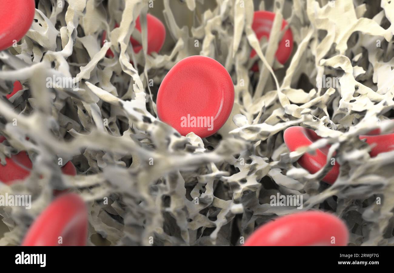 Red blood cells in bone marrow, illustration Stock Photo - Alamy