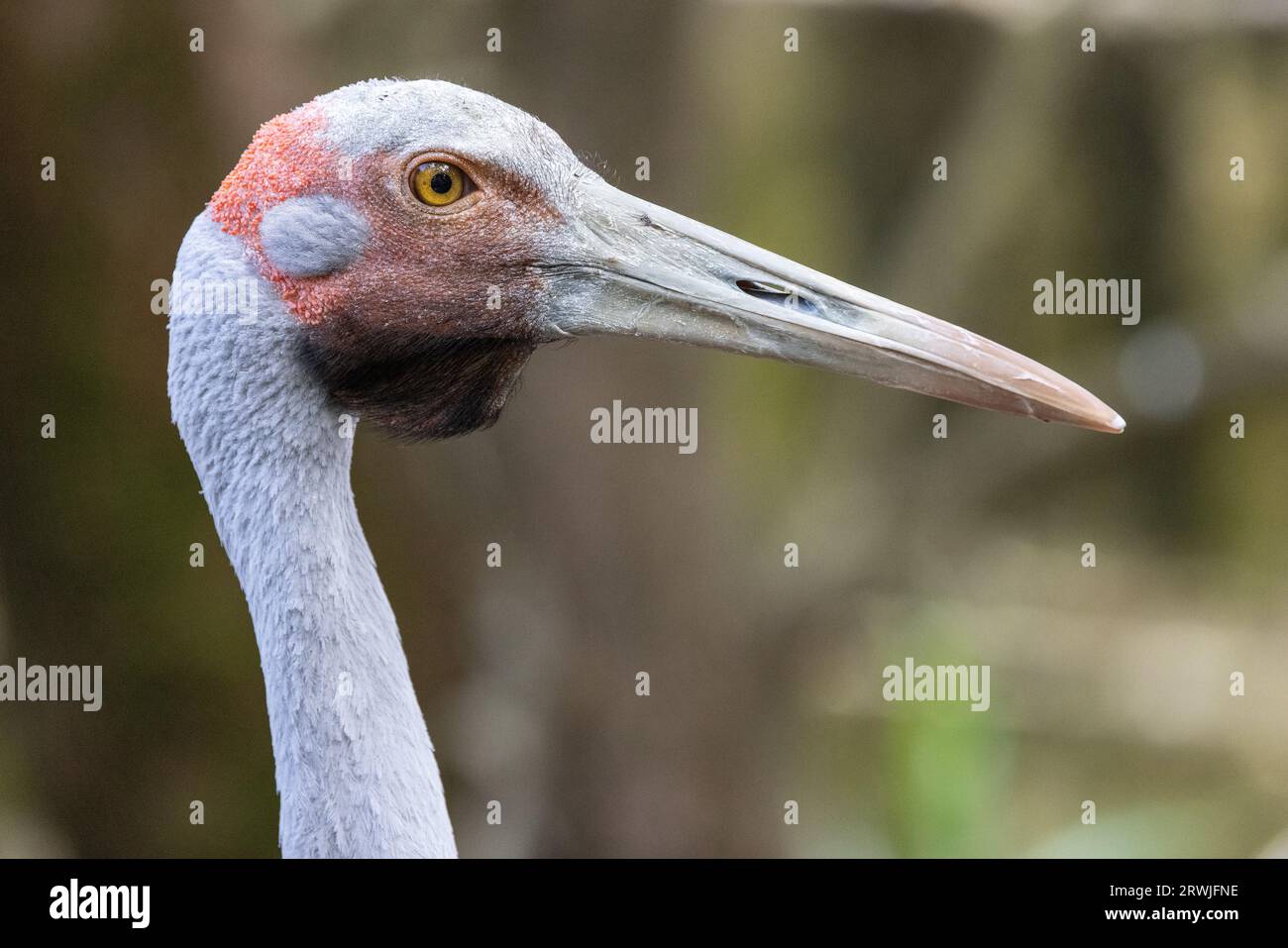 Australian brolga hi-res stock photography and images - Alamy