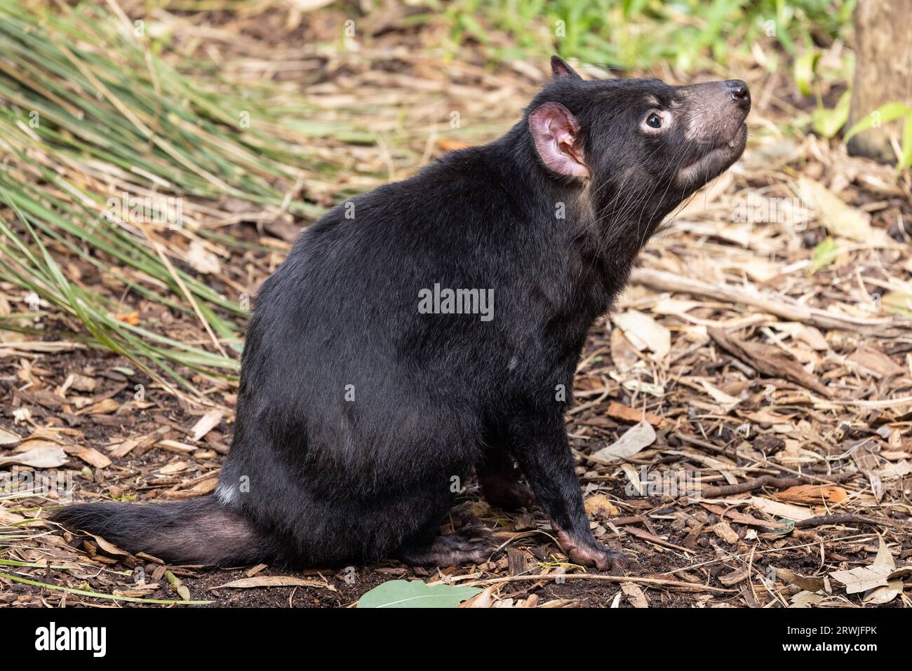 Captive Tasmanian Devil sitting on ground Stock Photo - Alamy
