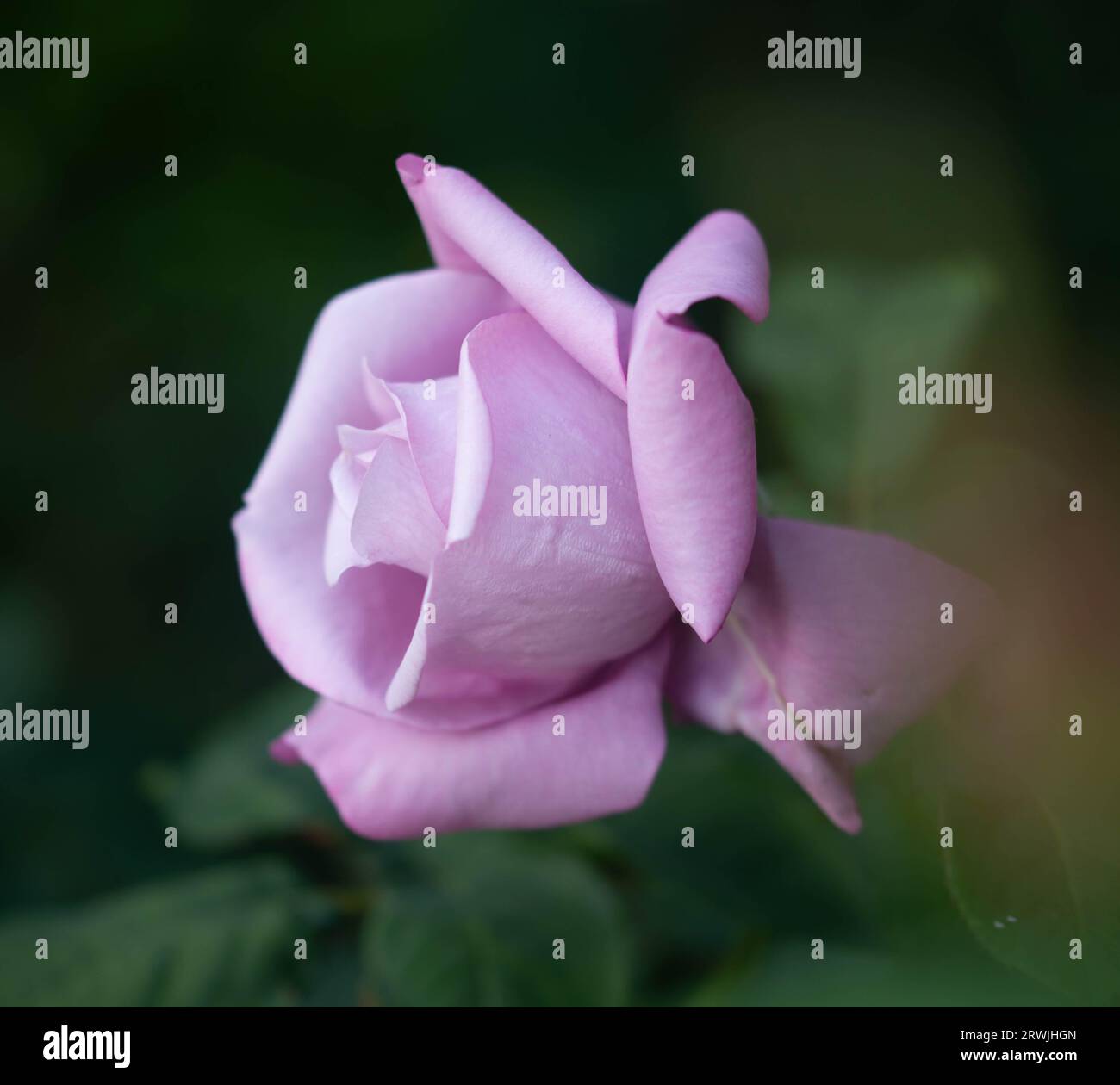 Hypnotic blooms hi-res stock photography and images - Alamy