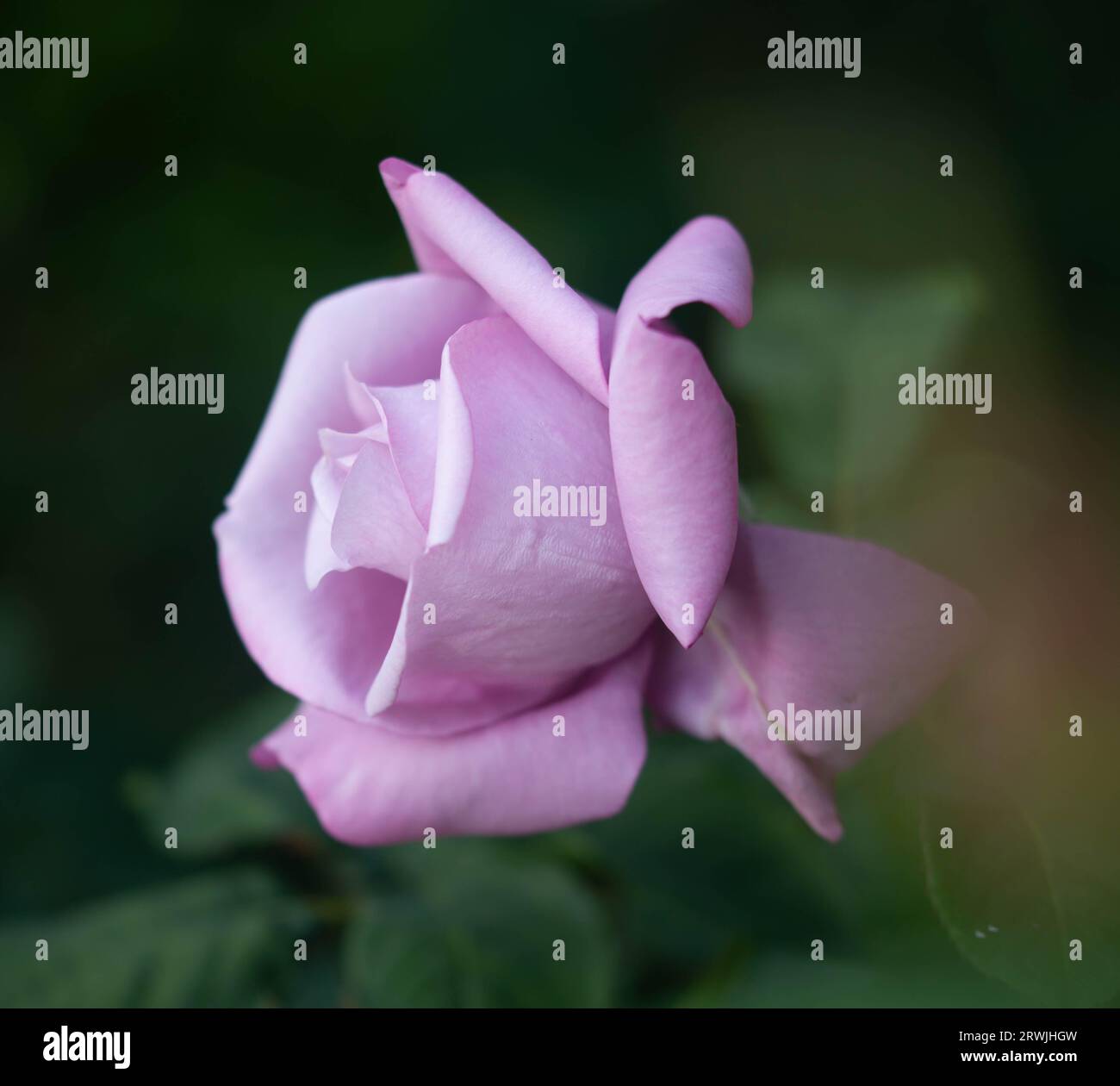 Mauve rose hi-res stock photography and images - Alamy