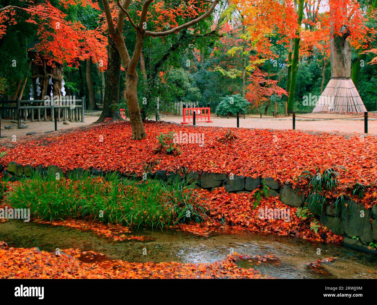 Tadasunomori hi-res stock photography and images - Alamy