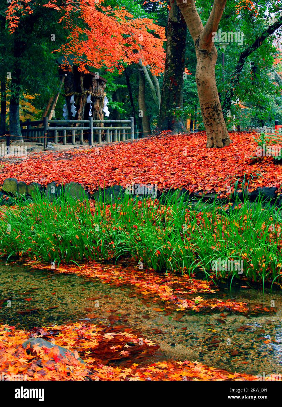 Tadasunomori hi-res stock photography and images - Alamy