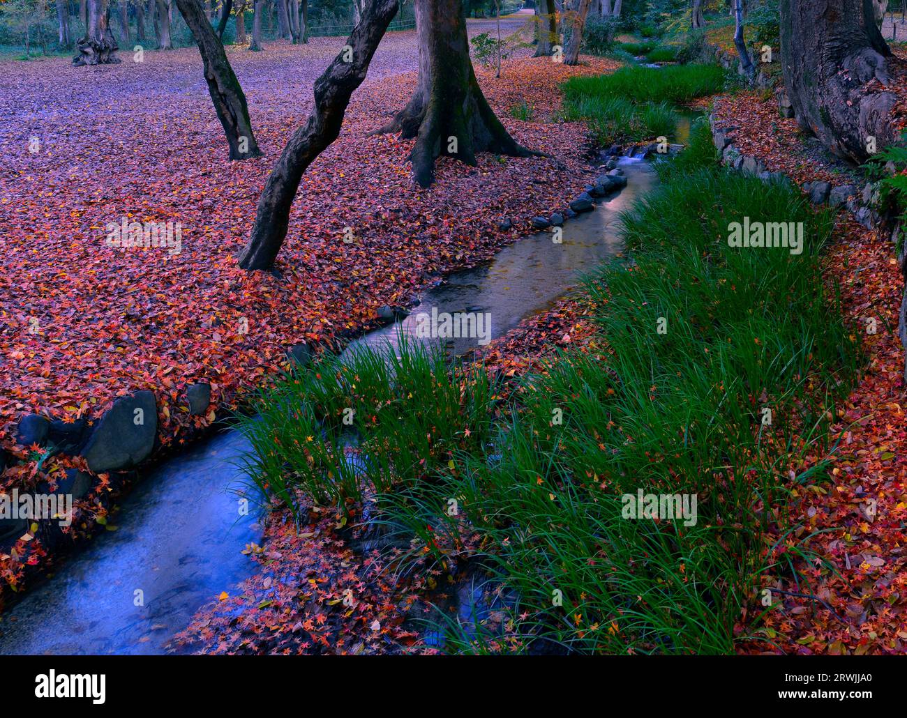 Tadasu forest hi-res stock photography and images - Alamy