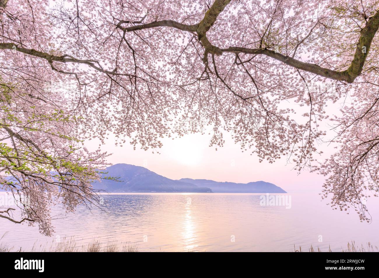 Cherry blossoms in Kaizu-Osaki Stock Photo - Alamy
