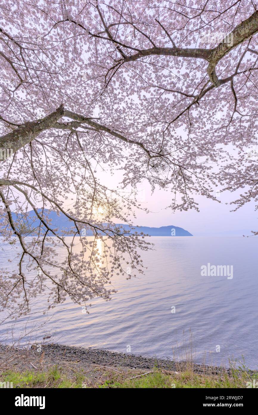 Cherry blossoms in Kaizu-Osaki Stock Photo - Alamy