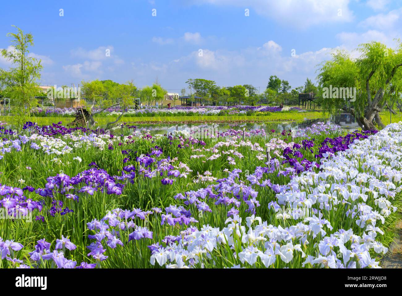 Suigo Sawara Iris Park Stock Photo - Alamy