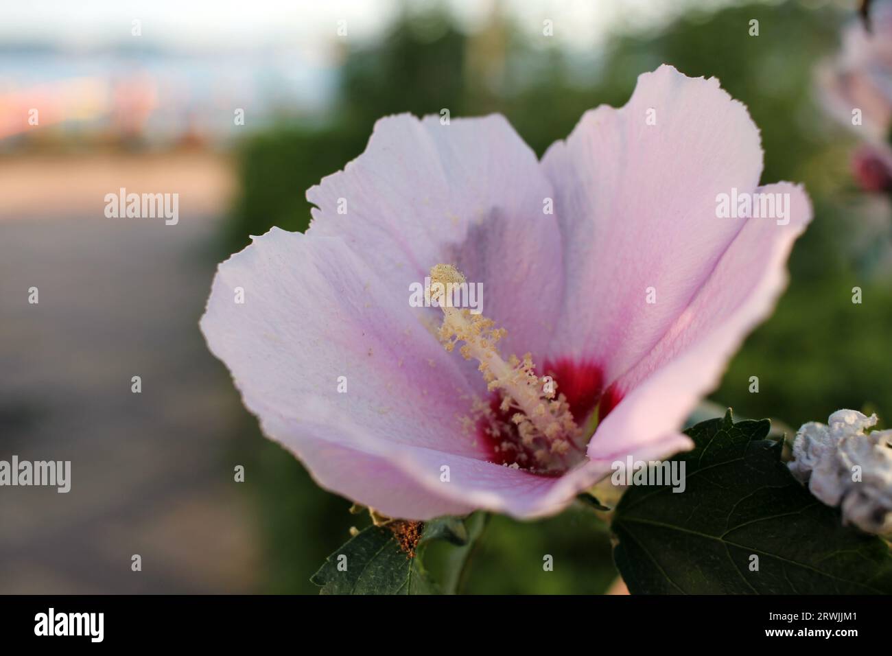 September 9, 2023: Jinhae-gu, Changwon-si, Gyeongsangnam-do, South ...