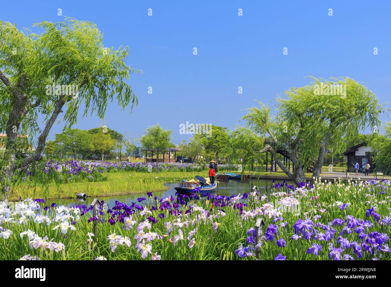 Suigo Sawara Iris Park Stock Photo - Alamy