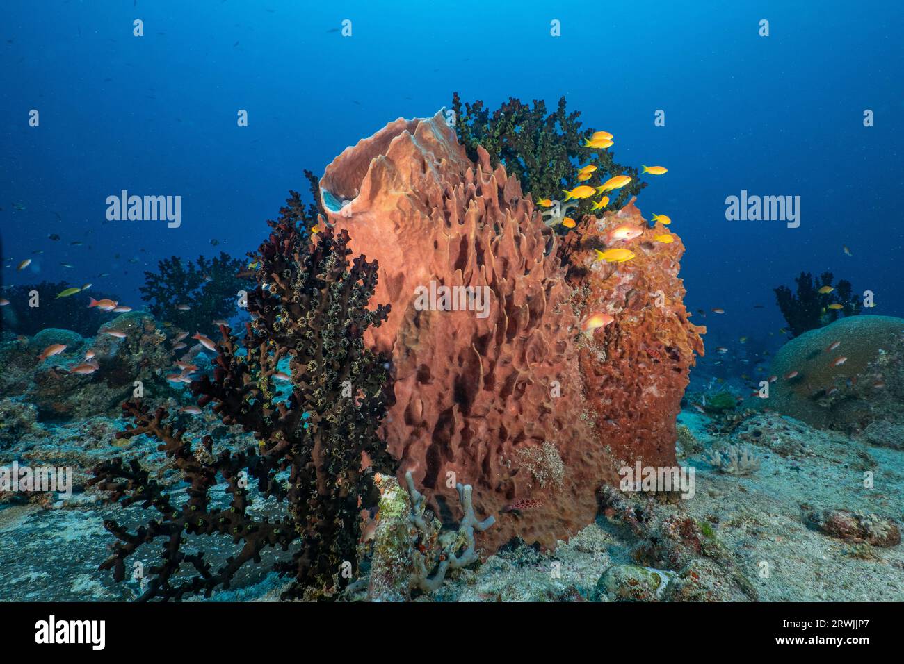 Jacques cousteau the silent world hi-res stock photography and images ...