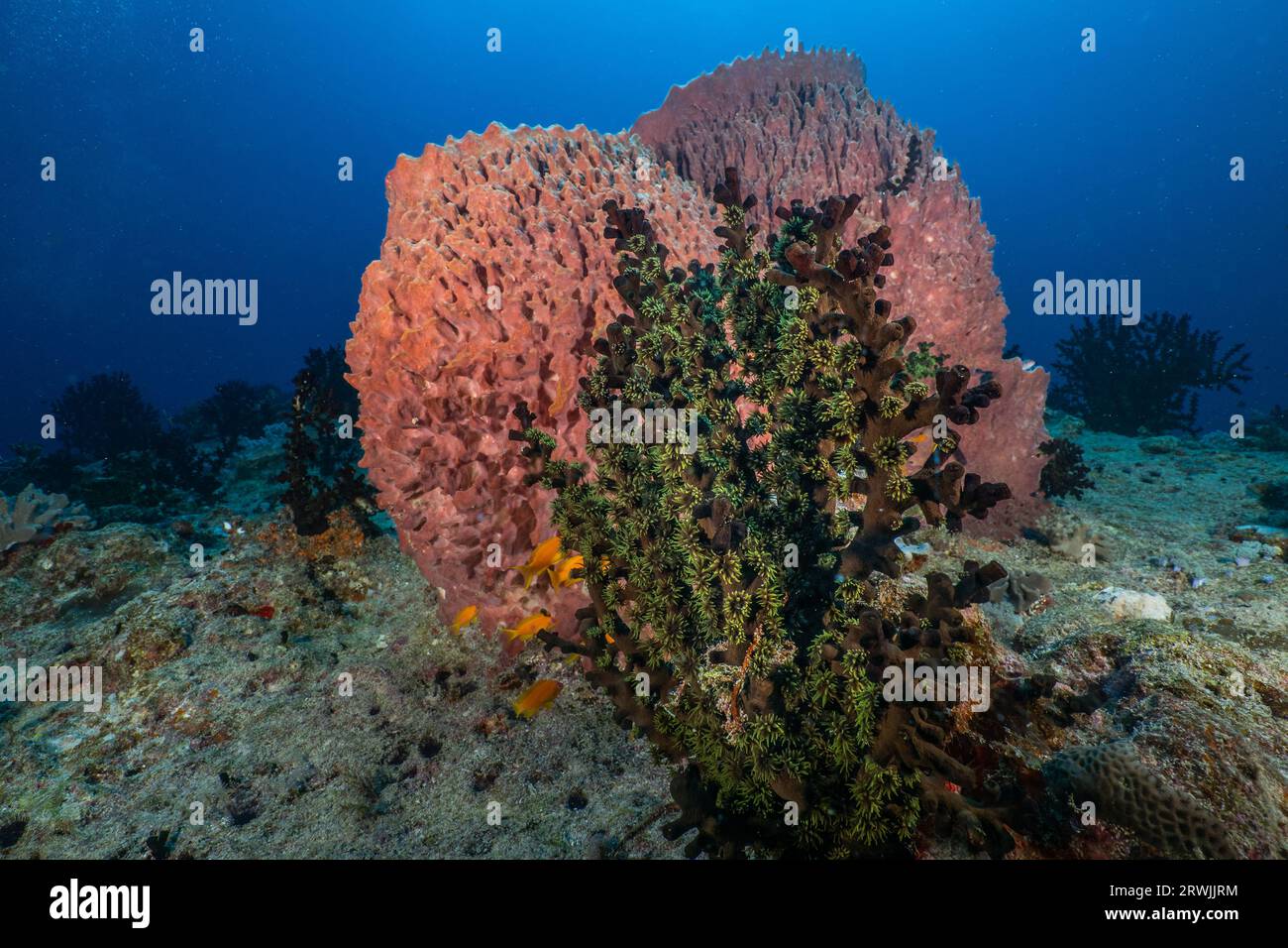 Scubadiving mayotte hi-res stock photography and images - Alamy