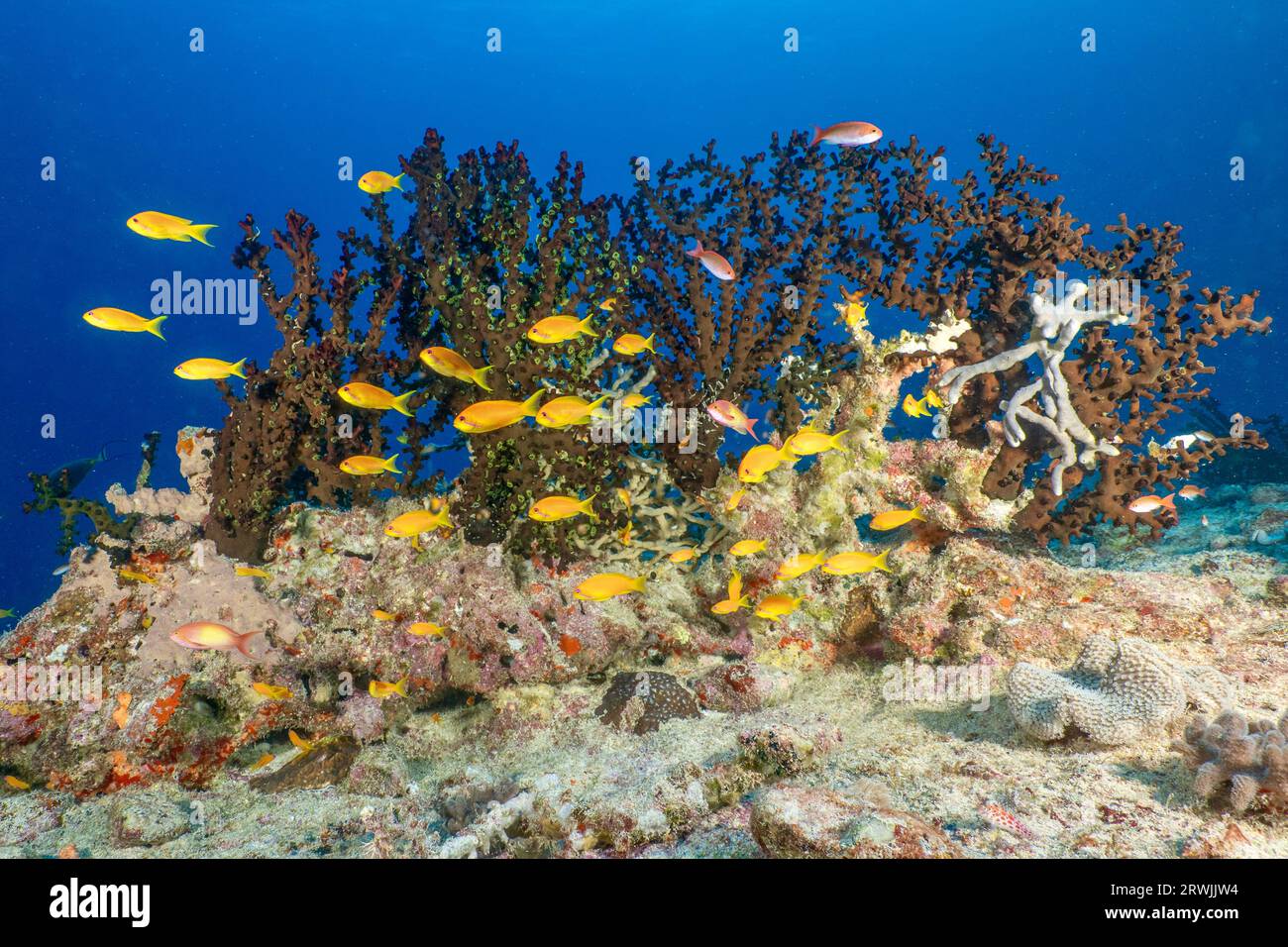 Scubadiving mayotte hi-res stock photography and images - Alamy