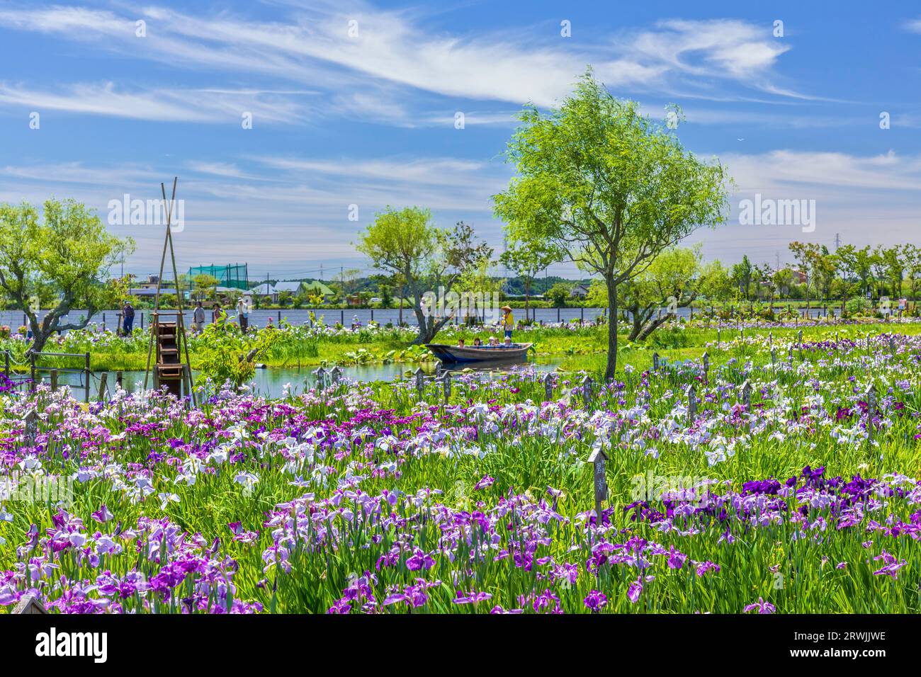 Suigo Sawara Iris Park Stock Photo - Alamy
