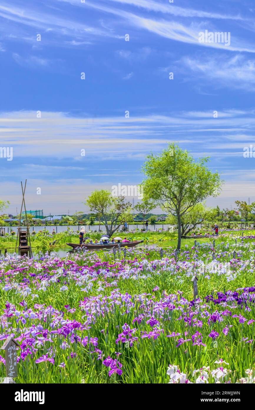 Suigo Sawara Iris Park Stock Photo - Alamy