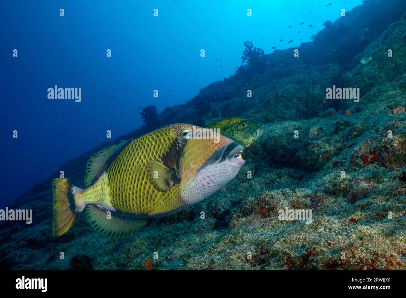 Scubadiving mayotte hi-res stock photography and images - Alamy