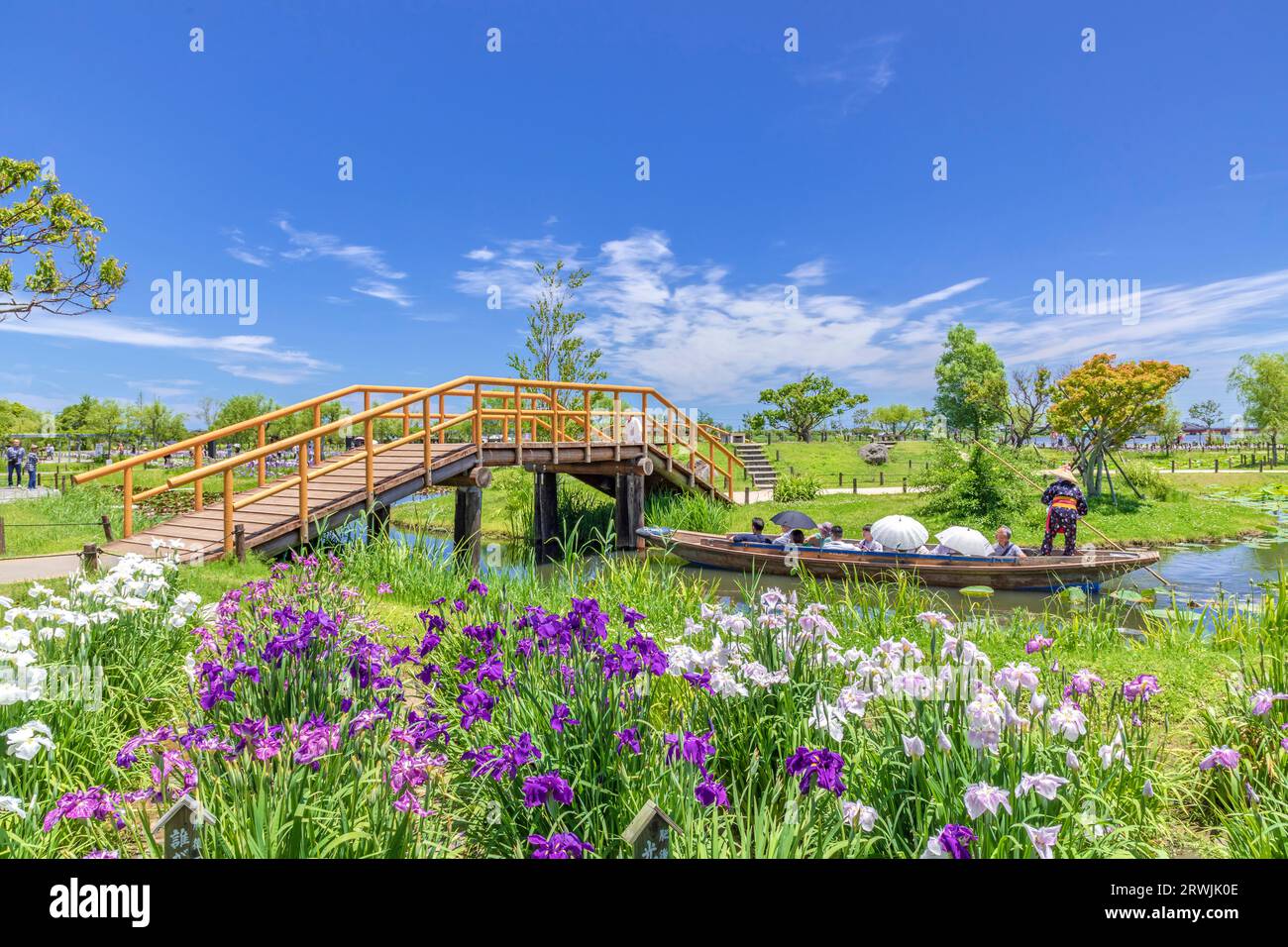 Suigo Sawara Iris Park Stock Photo - Alamy