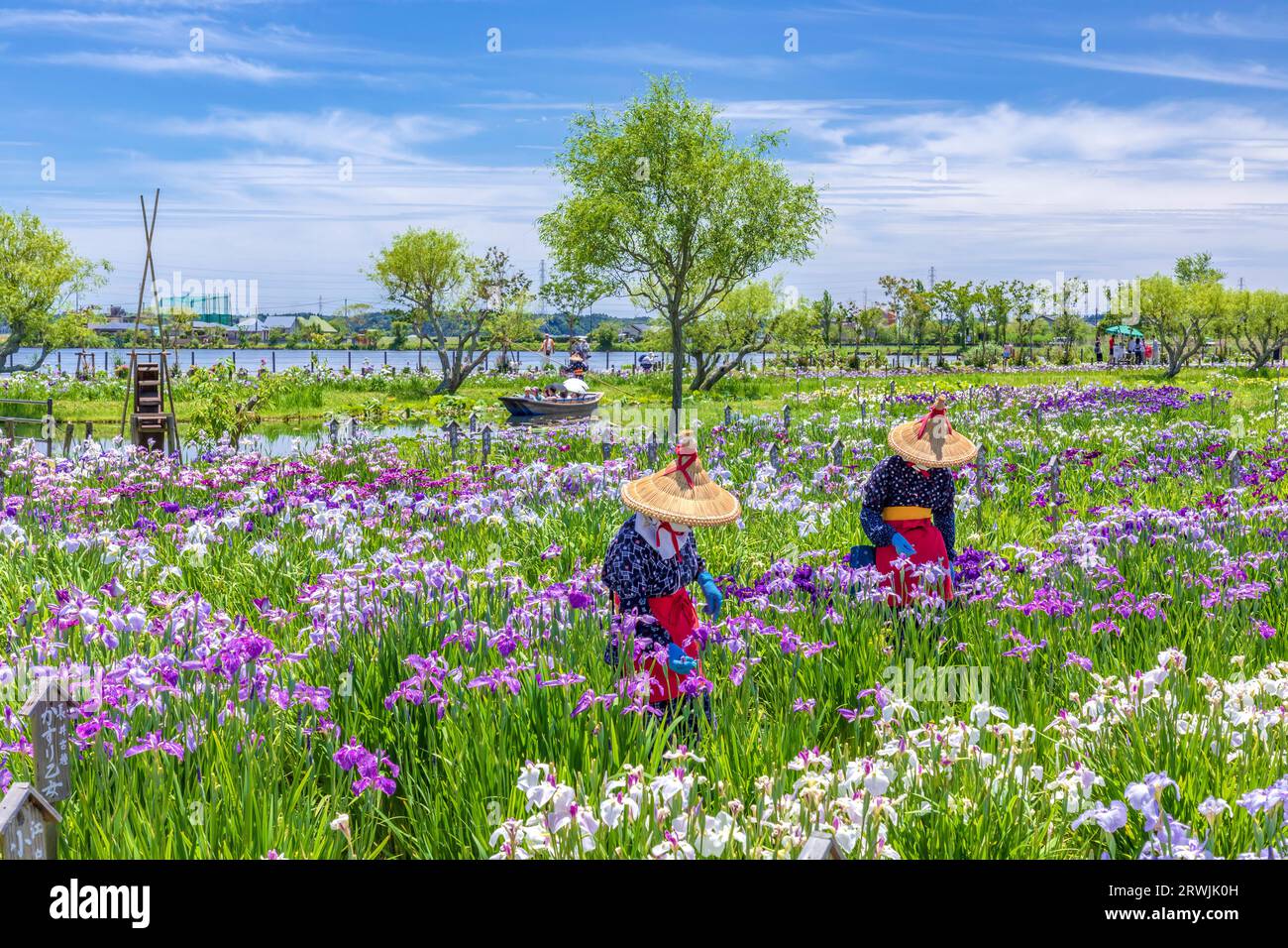 Suigo Sawara Iris Park Stock Photo - Alamy