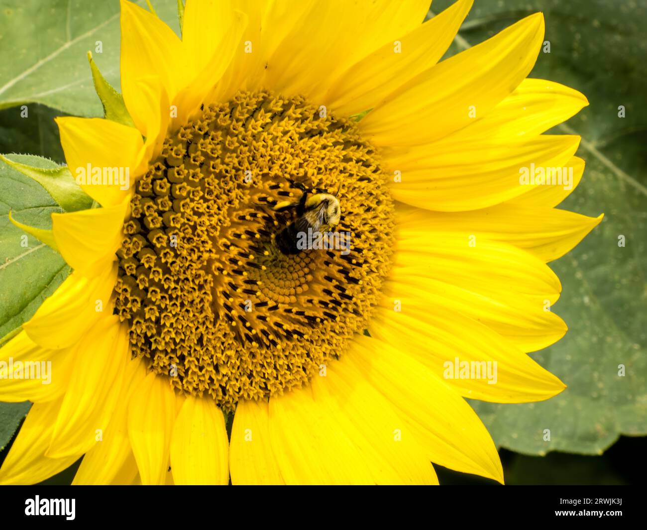 Fibonacci flower hi-res stock photography and images - Alamy
