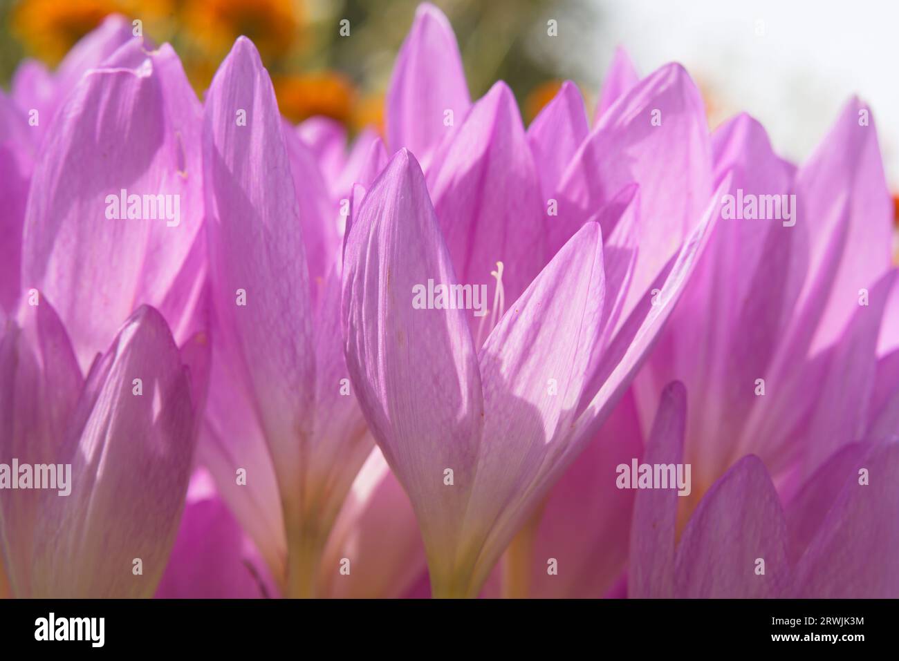 Autumn Crocus or Colchicum Autumnale. Beautiful flowers in bloom Stock ...