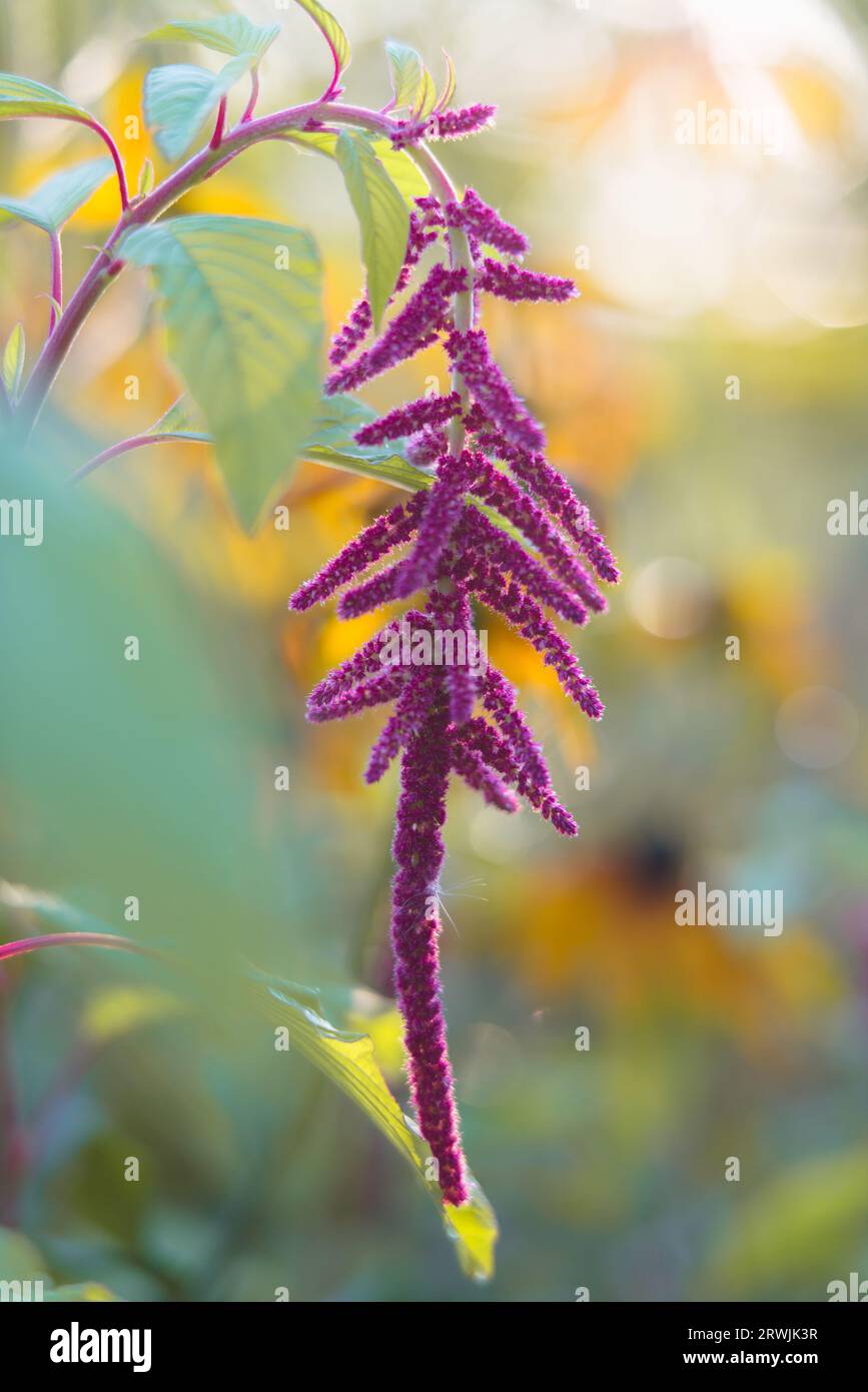 Love lies bleeding, or Amaranthus caudatus, close-up in the home garden ...