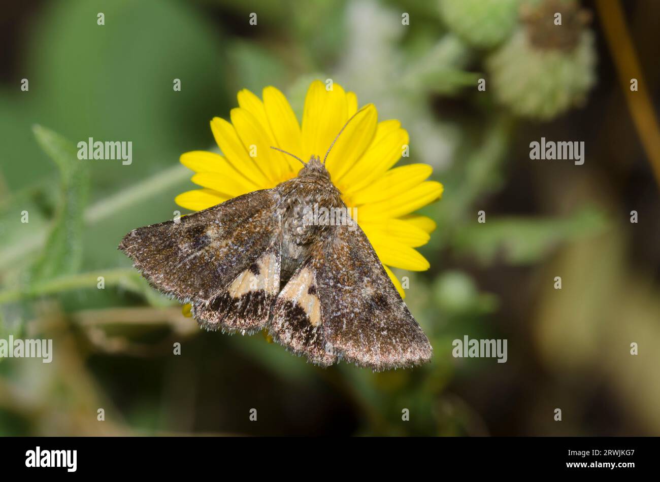 Schinia ultima hi-res stock photography and images - Alamy